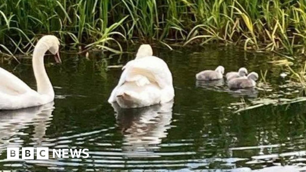 Swan shot in canal attack starts family with new mate