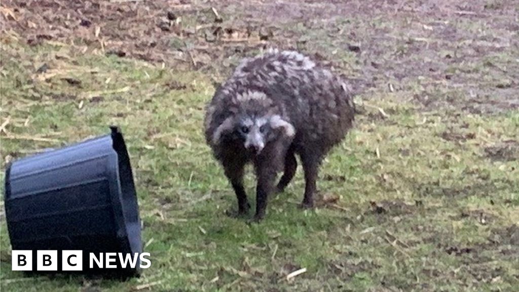 'Dangerous' raccoon dog escape prompts police warning - BBC News
