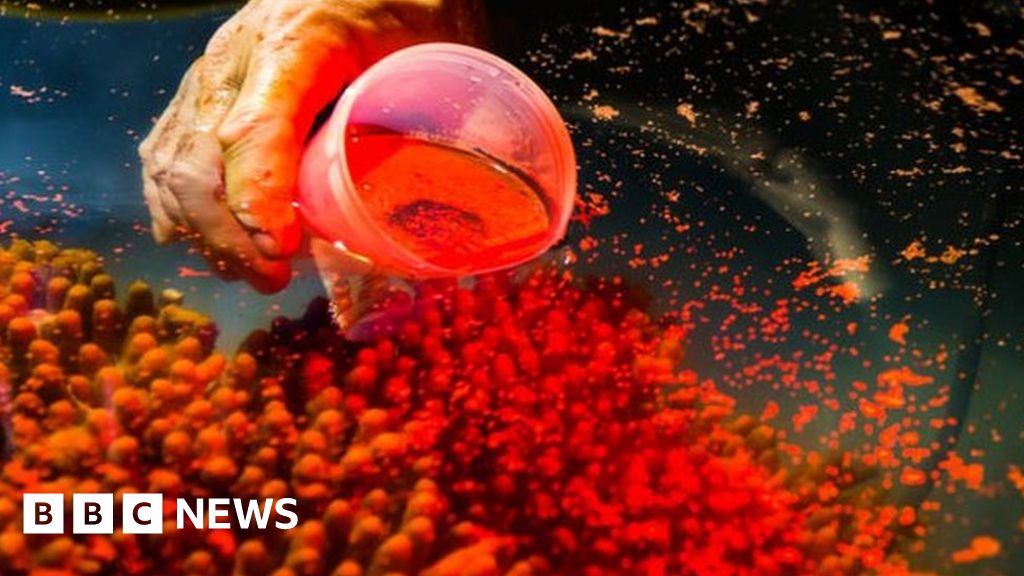 Breakthrough in coral restoration, say researchers - BBC News