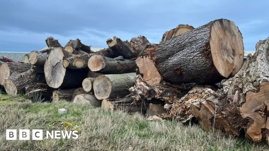 Timber from Jersey trees that fell in Storm Ciarán can be collected ...