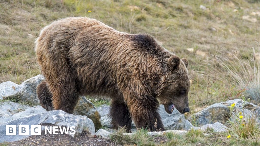 Spain alarmed by French bear's attacks on sheep - BBC News