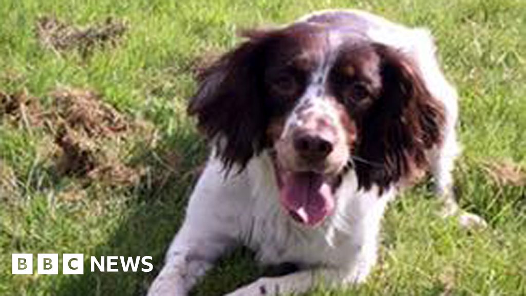 Police probe dog poisoning incidents in Grangemouth and Bo'ness - BBC News