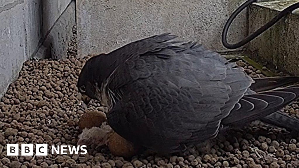 Peregrine falcon egg hatches at University of Leeds
