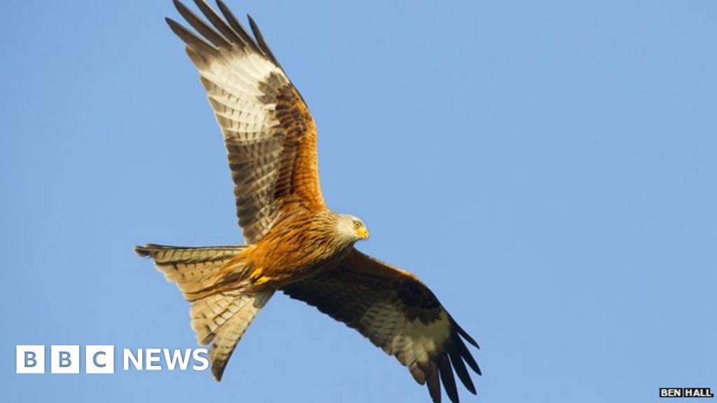 RSPB confirms red kite adopted by Ballyclare school pupils was shot ...