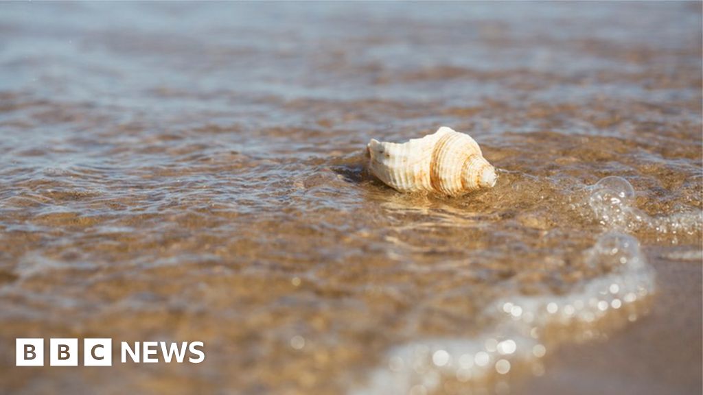 Swansea University scientists' seashell face wash plan