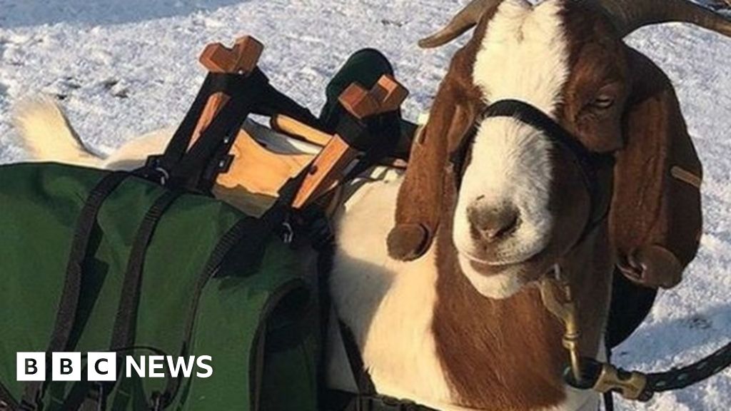 Oregon golf course enlists goat caddies - BBC News