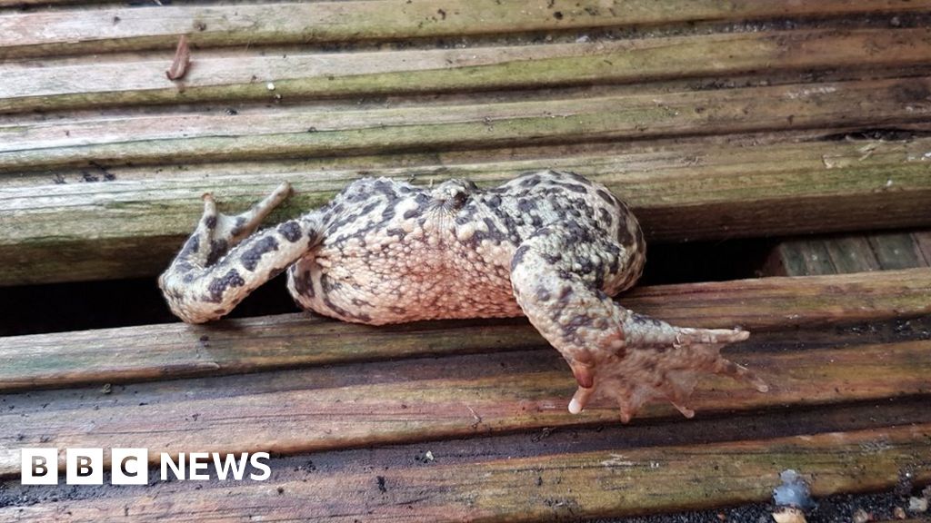 Toad wedged in decking of Norwich garden - BBC News