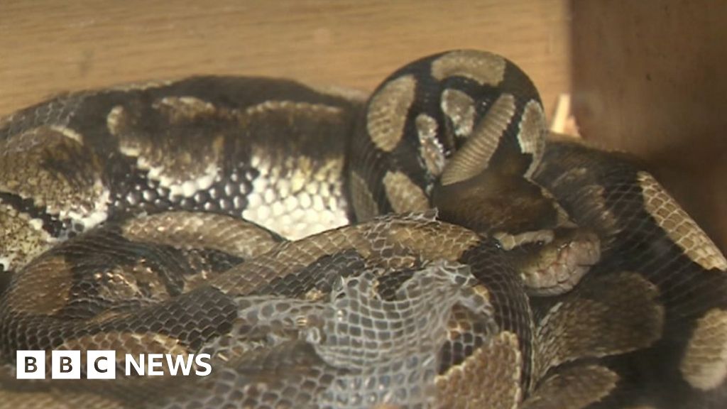 Large Snakes 'let loose' by owners on Teesside - BBC News