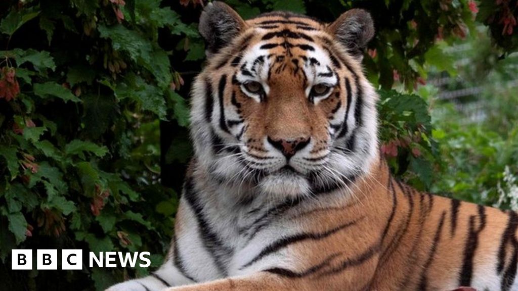Tiger kills Zurich zookeeper in front of visitors and staff - BBC News