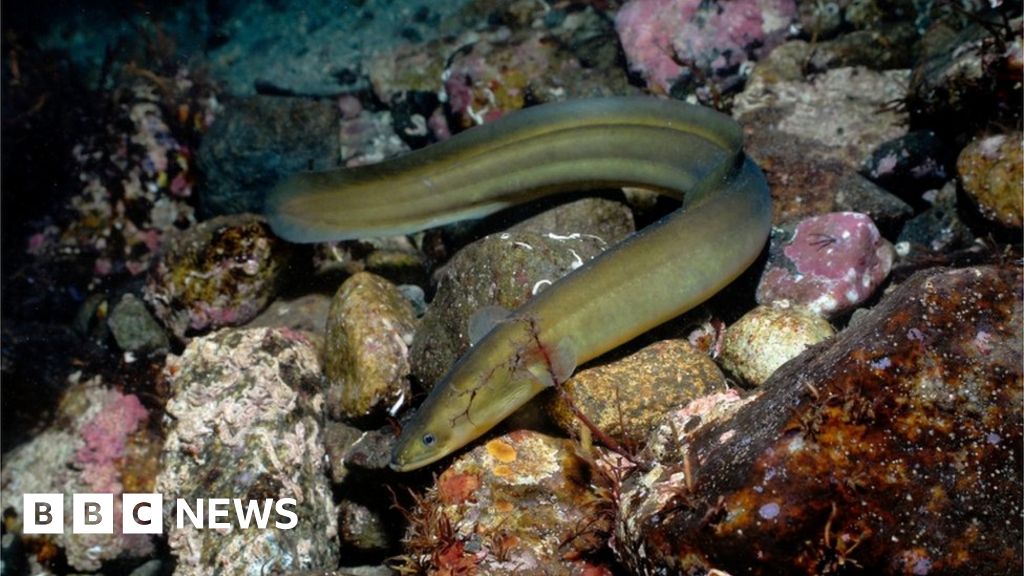 European eel: Schools in bid to save endangered fish
