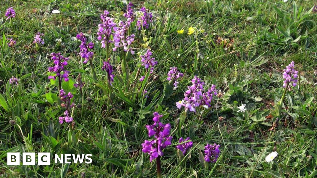 Orchid protection fence to be rebuilt to stop trampling - BBC News