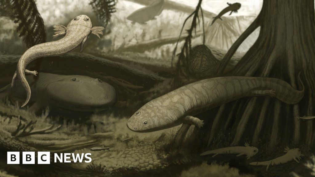 'Fanged eel' among Brazil fossil finds - BBC News