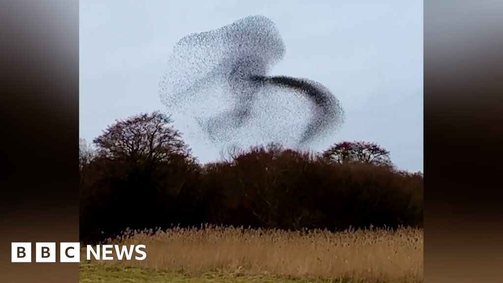 Somerset: Stunning starling murmuration caught on camera - BBC News