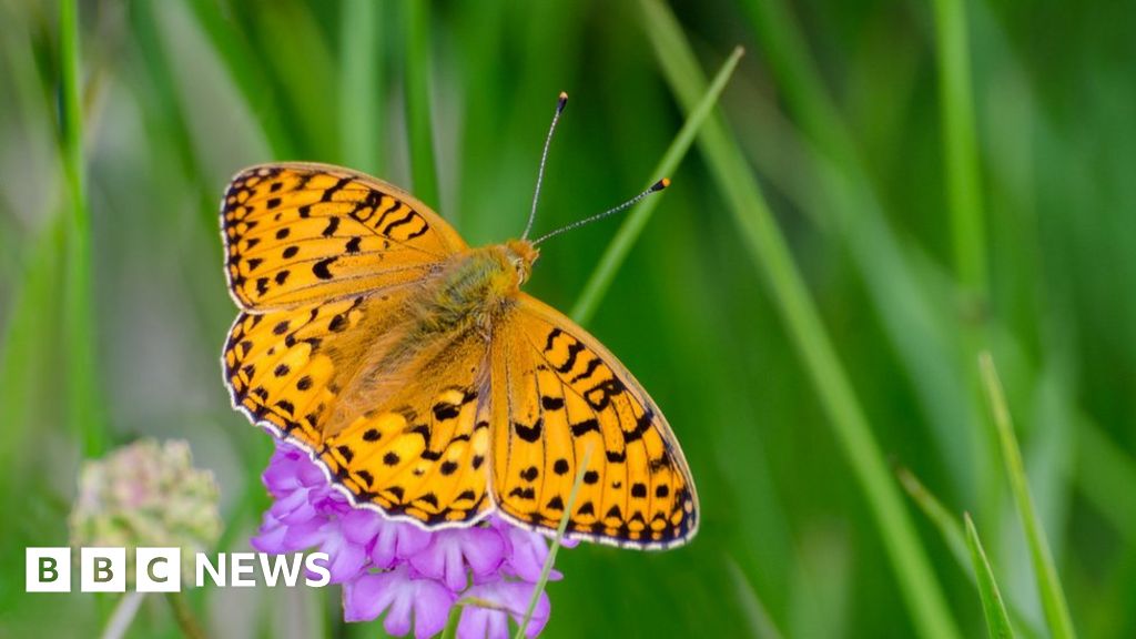Somerset: Study reveals mixed fortune for wildlife species - BBC News