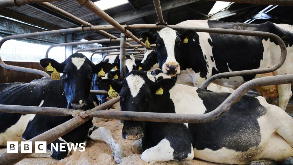 Digital dairy looks for marginal gains on the farm - BBC News