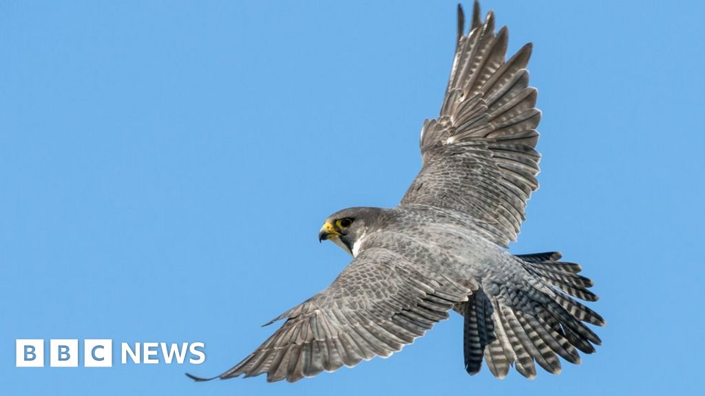 Peregrine falcon suffers 'shotgun' wound in Telford - BBC News
