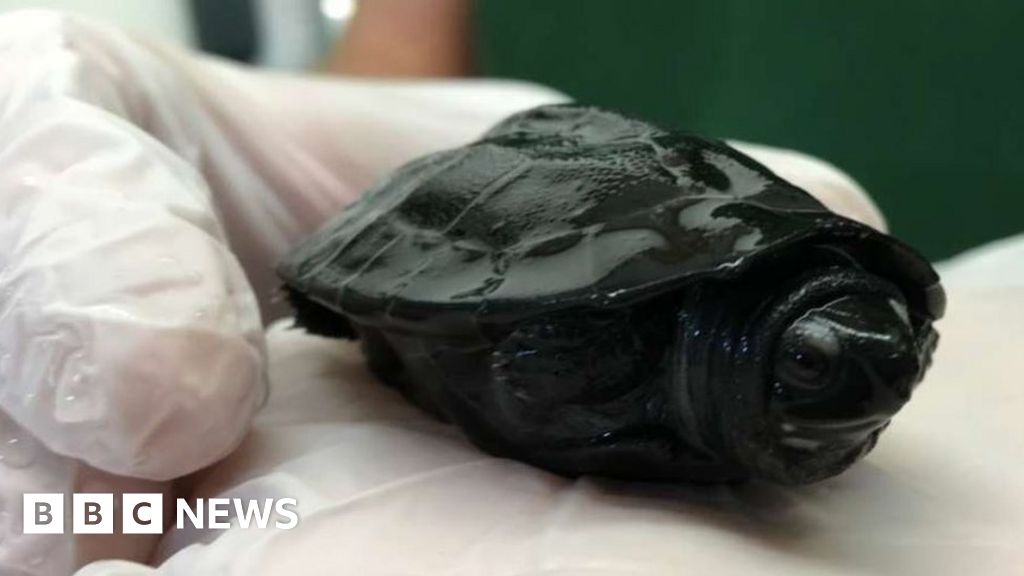 Tiny black marsh turtle hatched at Bristol Zoo