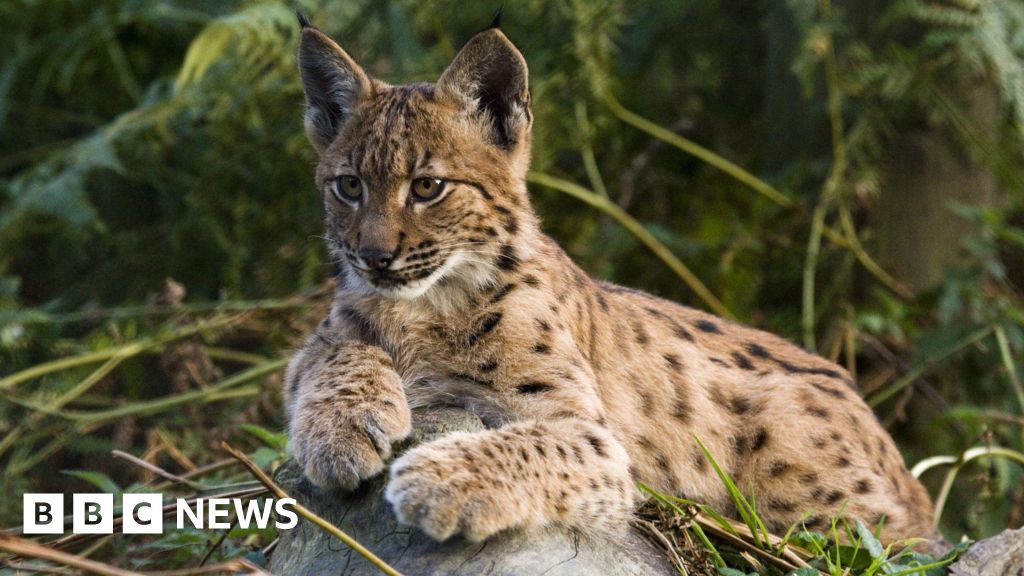 Farmers and landowners' views sought on return of lynx - BBC News
