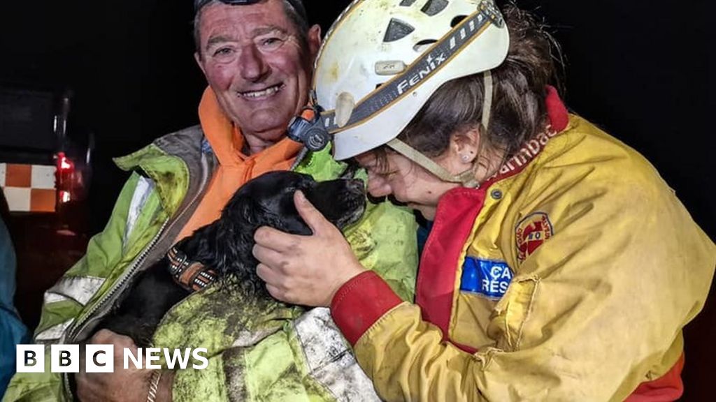 Dog rescued from Haytor quarry at Dartmoor after seven hours - BBC News