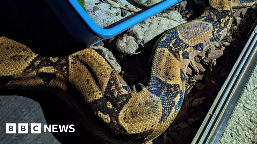 Dumped boa constrictor blocks Widdington driveway - BBC News