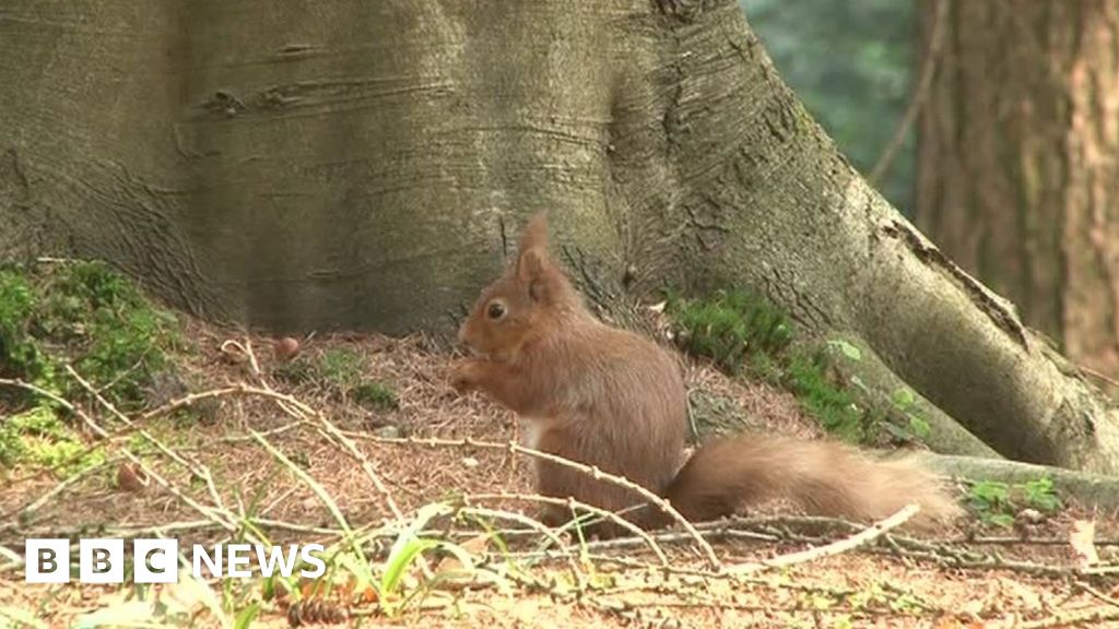 Squirrel pox virus outbreak at Tollymore Forest Park - BBC News