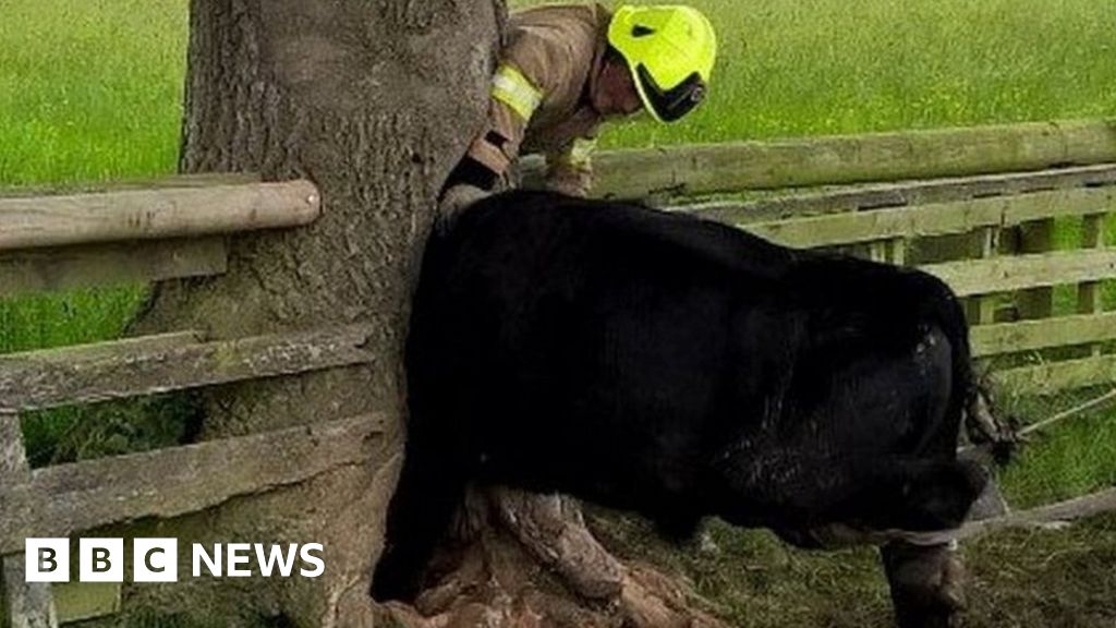 Northallerton cow with head stuck in tree released - BBC News