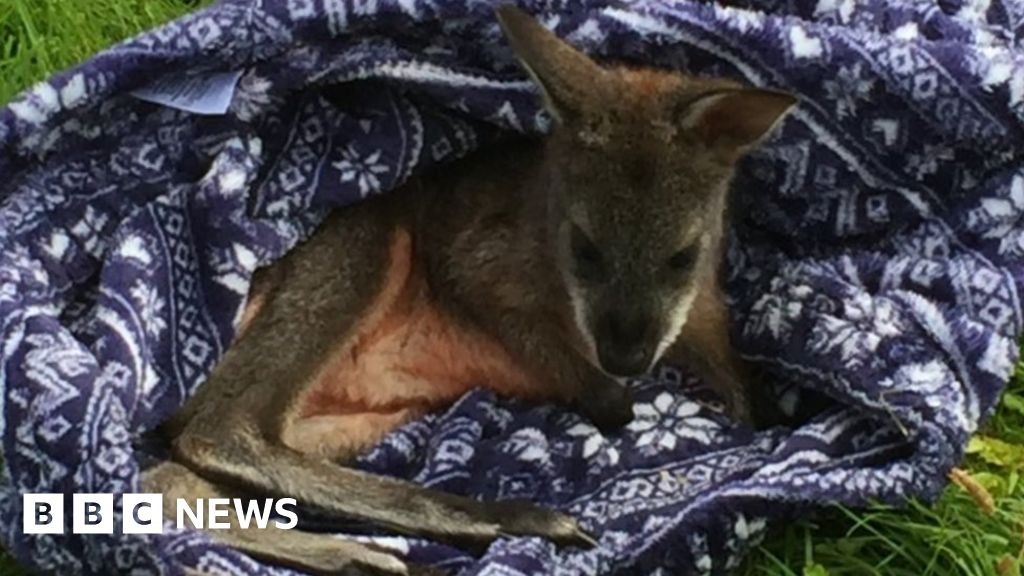 Orphaned Isle of Man wallaby 'getting stronger' - BBC News