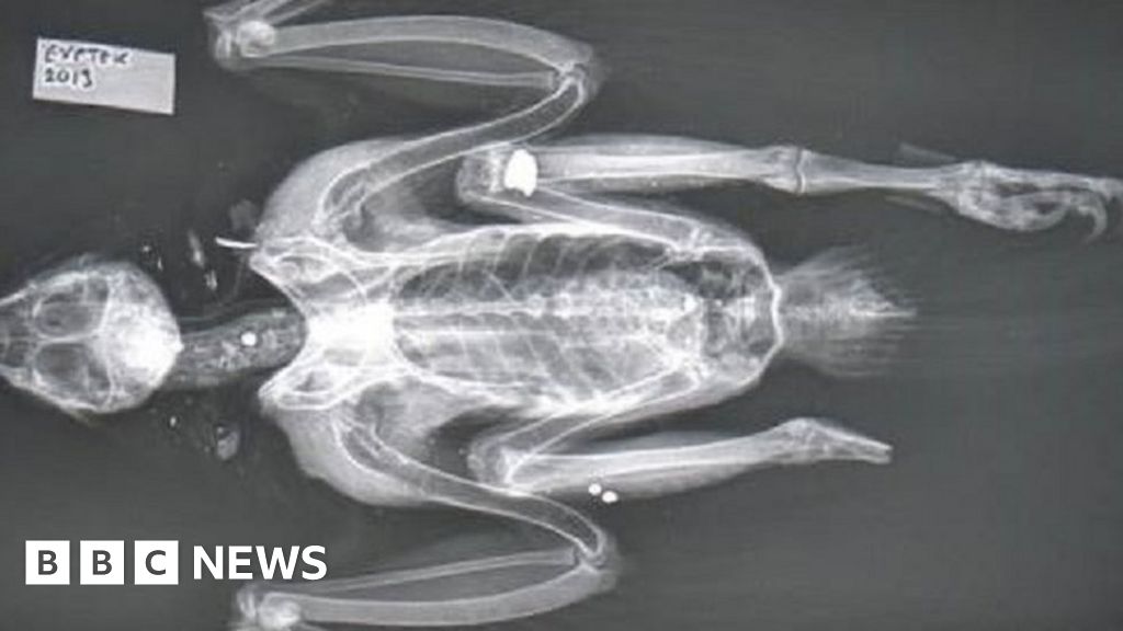Peregrine falcon raised in Exeter found shot dead - BBC News