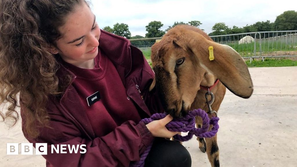 Goat Pablo is Worcester Cathedral 'singing' sensation - BBC News