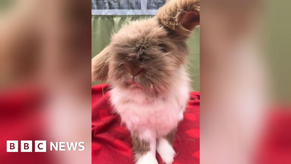 'Croydon cat killer': Harpenden mutilated rabbit 'linked'