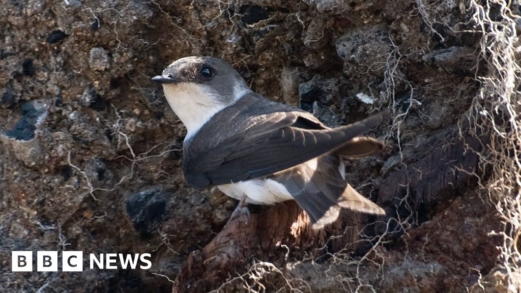 Sand Martins: Giant sand sculpture could help birds return