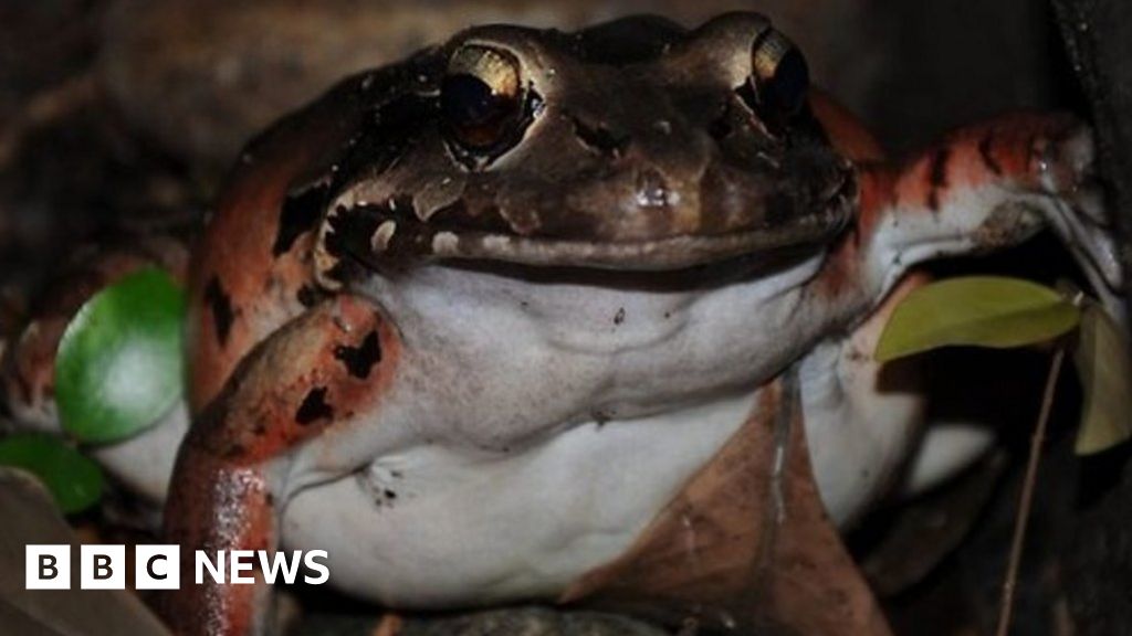 The breeding of a mountain chicken frog - BBC News