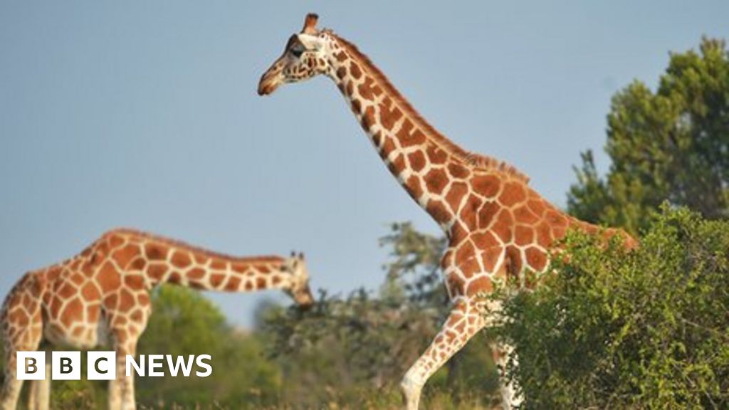 Giraffes facing 'silent extinction' as population plunges - BBC News