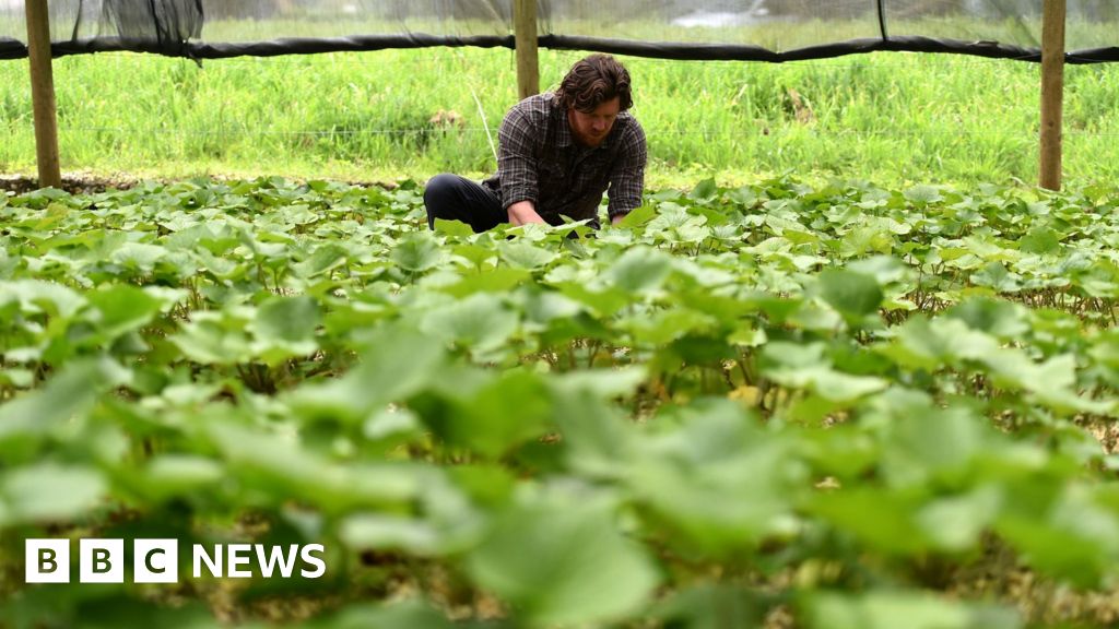 UK-grown wasabi charms European chefs - BBC News