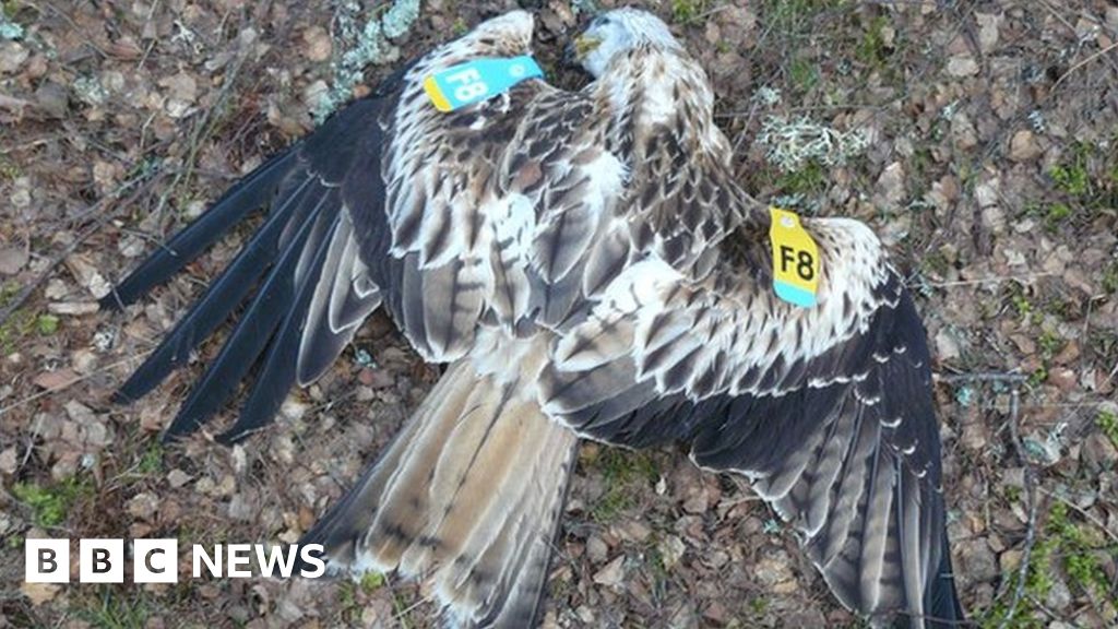 Probe into poisoning of 16 birds no longer active - BBC News