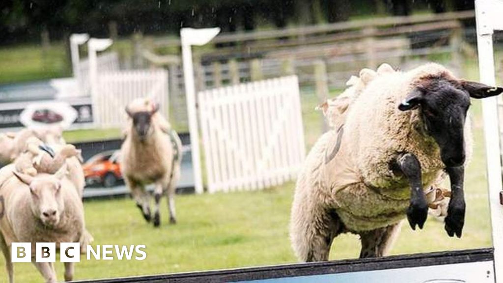 Hoo Farm sheep racing returns after animal rights petition - BBC News