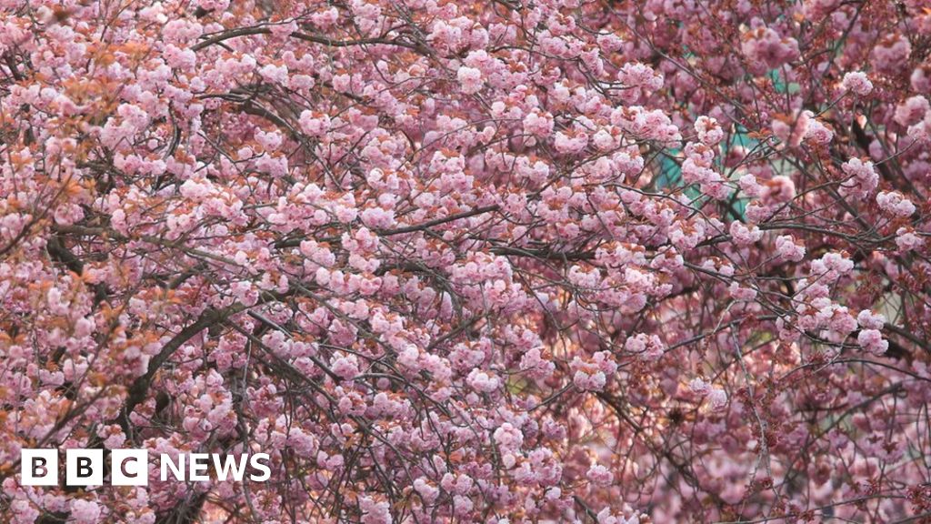 Burnley cherry tree tribute to town's coronavirus dead - BBC News