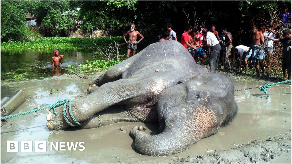 Elephant rescued after flood odyssey - BBC News