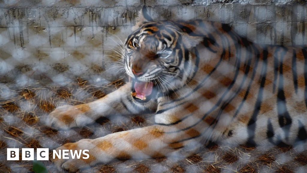 Thailand Tiger Temple monk held 'for smuggling' - BBC News