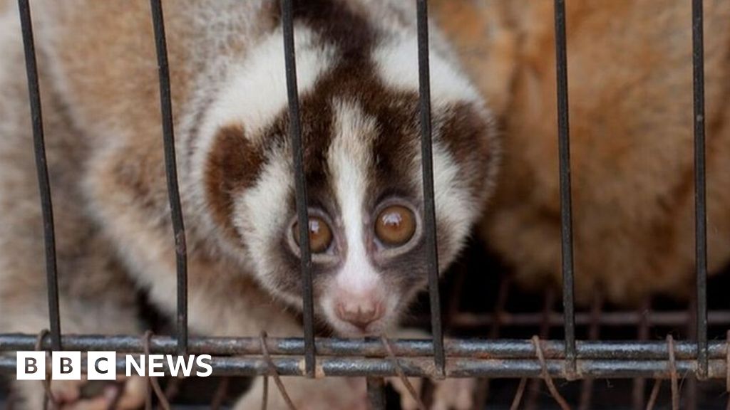 Slow lorises being sold on Facebook rescued in West Java - BBC News