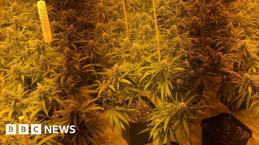 Cannabis Farm Worth £2m Found In Anfield Bbc News