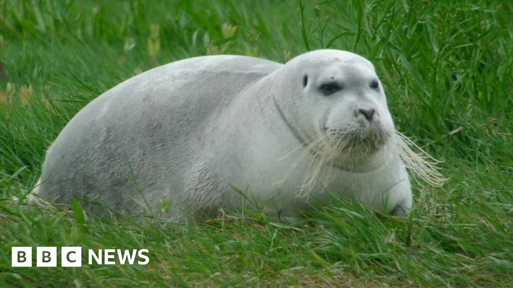 Bearded seal: Rare Arctic visitor 'on holiday' in Cork - BBC News
