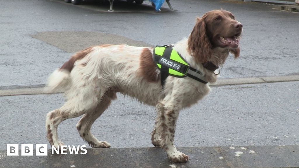 PSNI dogs training to keep the streets free from crime - BBC News