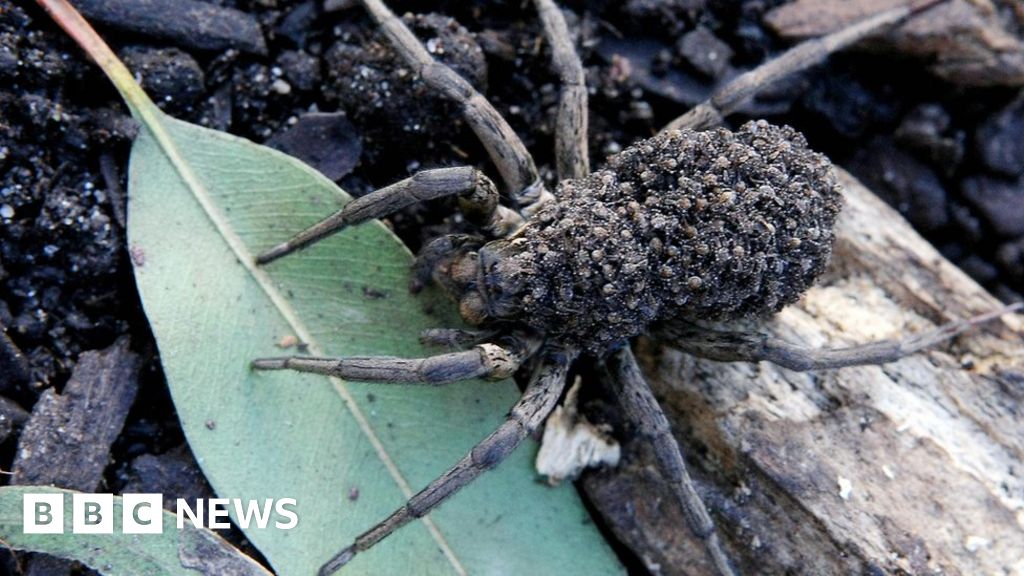 Man starts California flat fire 'by burning spider'