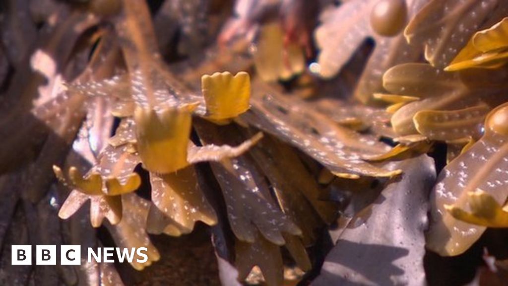 Scientists' hope for new seaweed-based antibiotic - BBC News