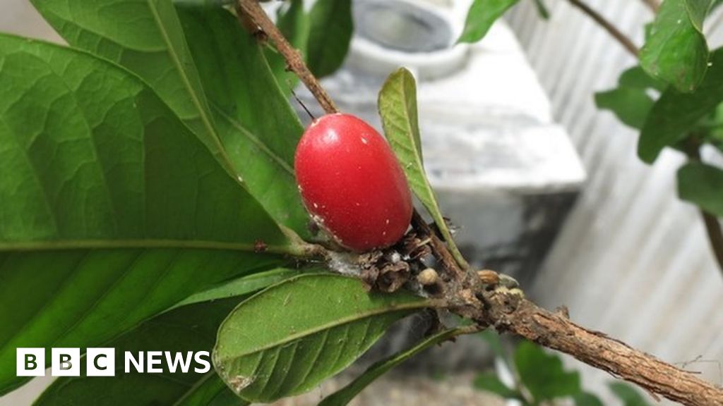 Trying out the miracle berry - BBC News