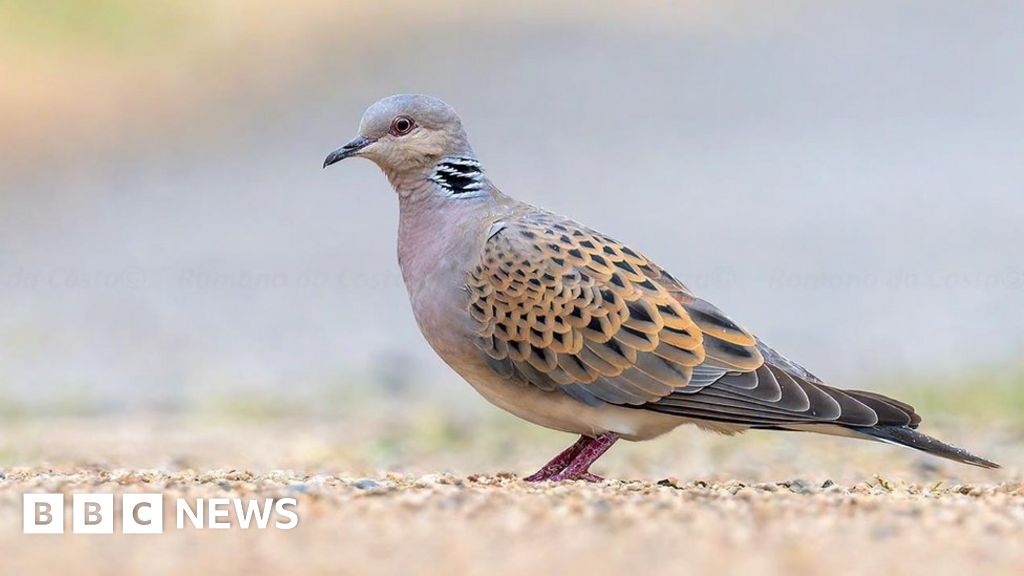 Photographer captures rare turtle dove sighting near Jersey Airport ...