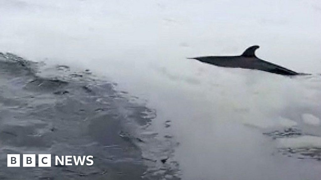 River Thames: Whale spotted in Teddington after escape - BBC News