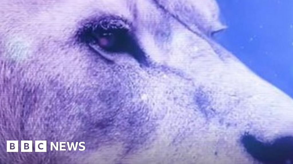 Medieval London's exotic beasts put back on display - BBC News