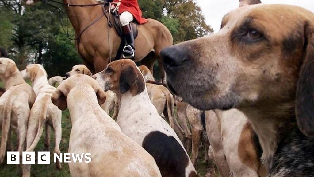 Illegal fox kill claims: Dorset Police take no further action